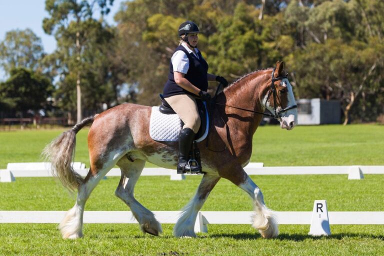 Fuller Fillies: Plus-Sized Apparel Our Globetrotters Love! - Horse ...