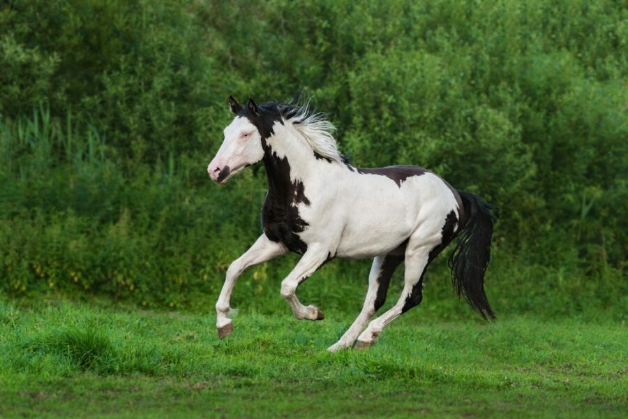 Horse Breed: American Paint Horse - Horse Riding Holidays and Safaris