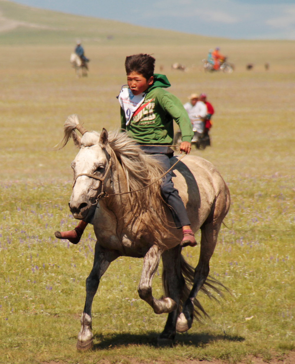 Mongolian Horse Save The Wild Horse Takhi, The Wild Horse Of